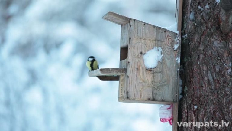 Putnu būrīši un to izgatavošana pēc izmēriem | varupats